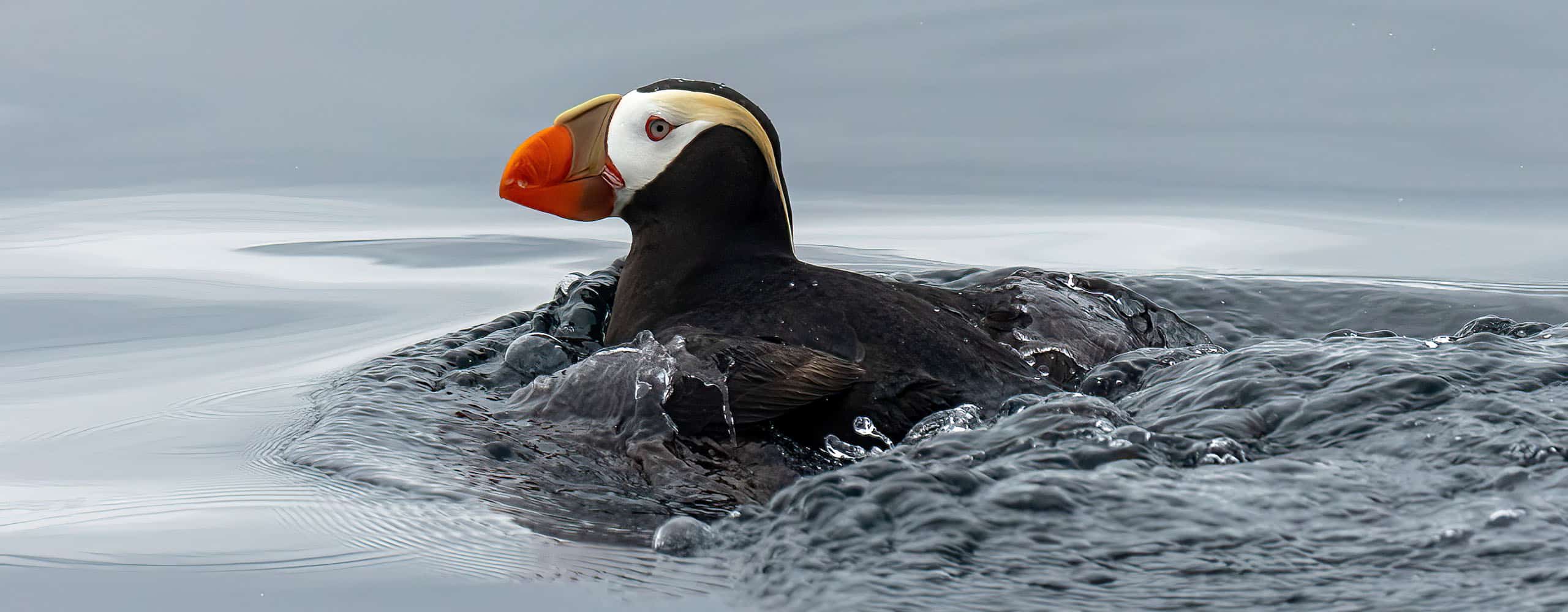 Puffins and Seabirds - Vancouver Island Birding Tours