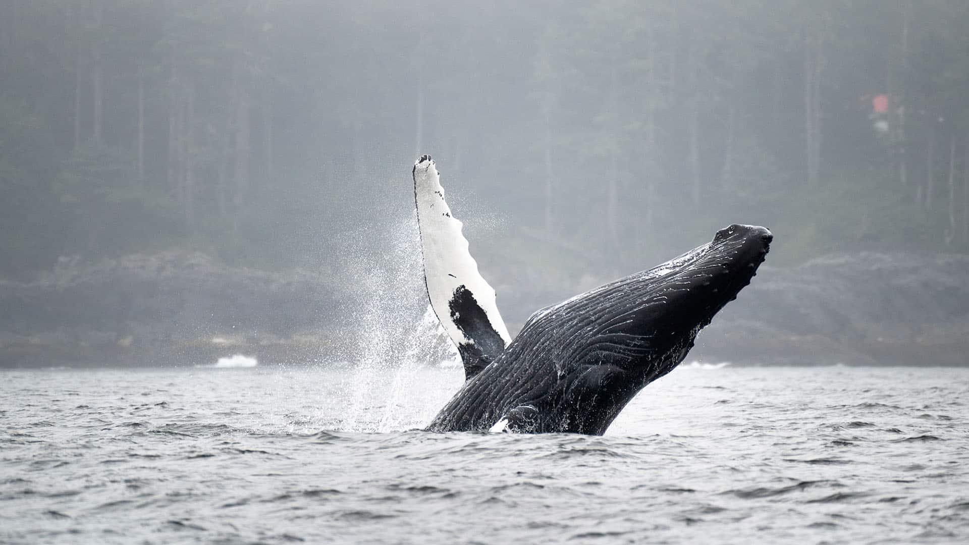 Port Hardy Wildlife Viewing Tours - Coastal Rainforest Safaris